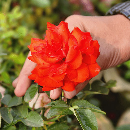 Ring of Fire Rose – Sprouts BD
